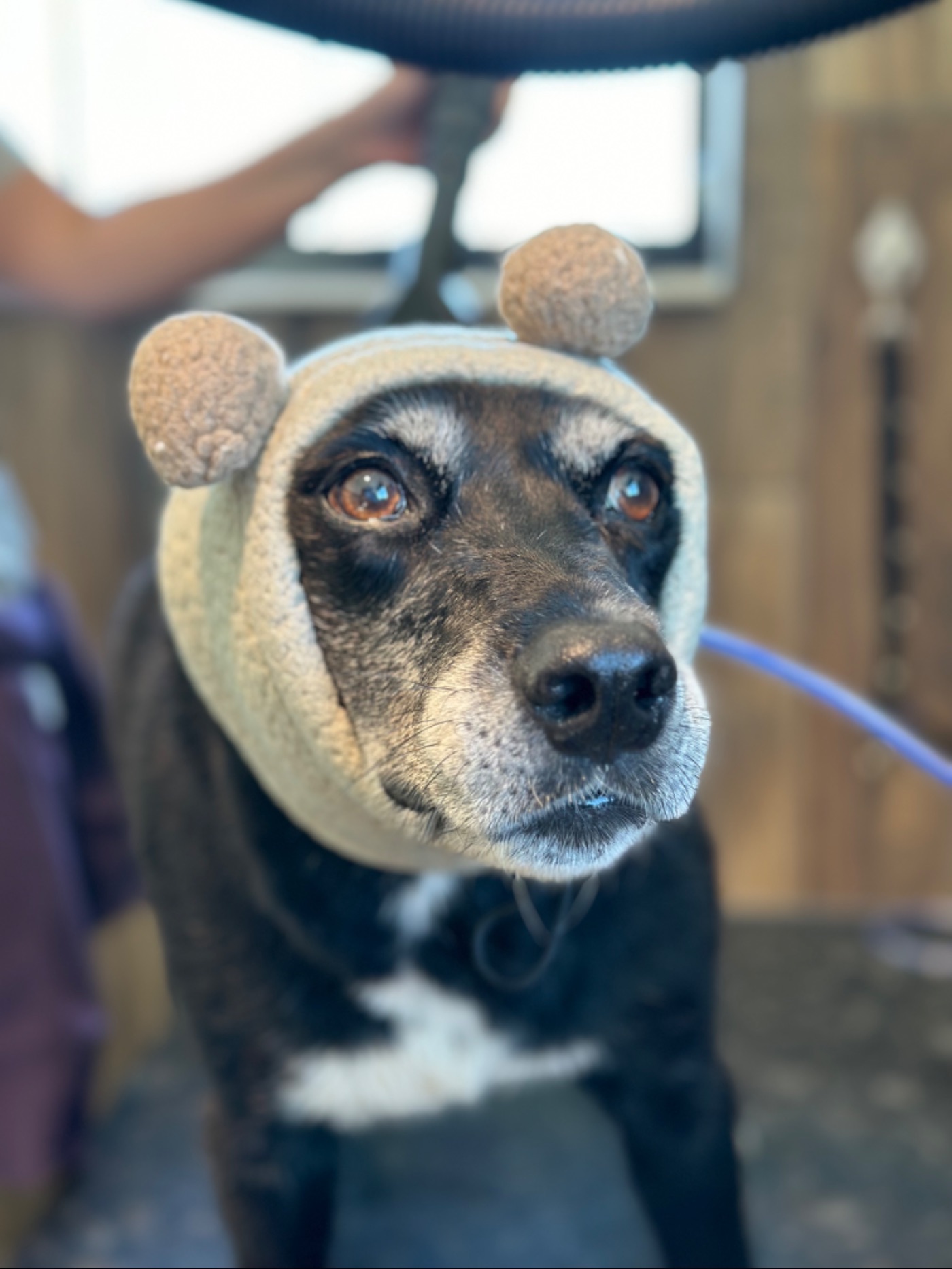 Throw a Bone to the Good Boys