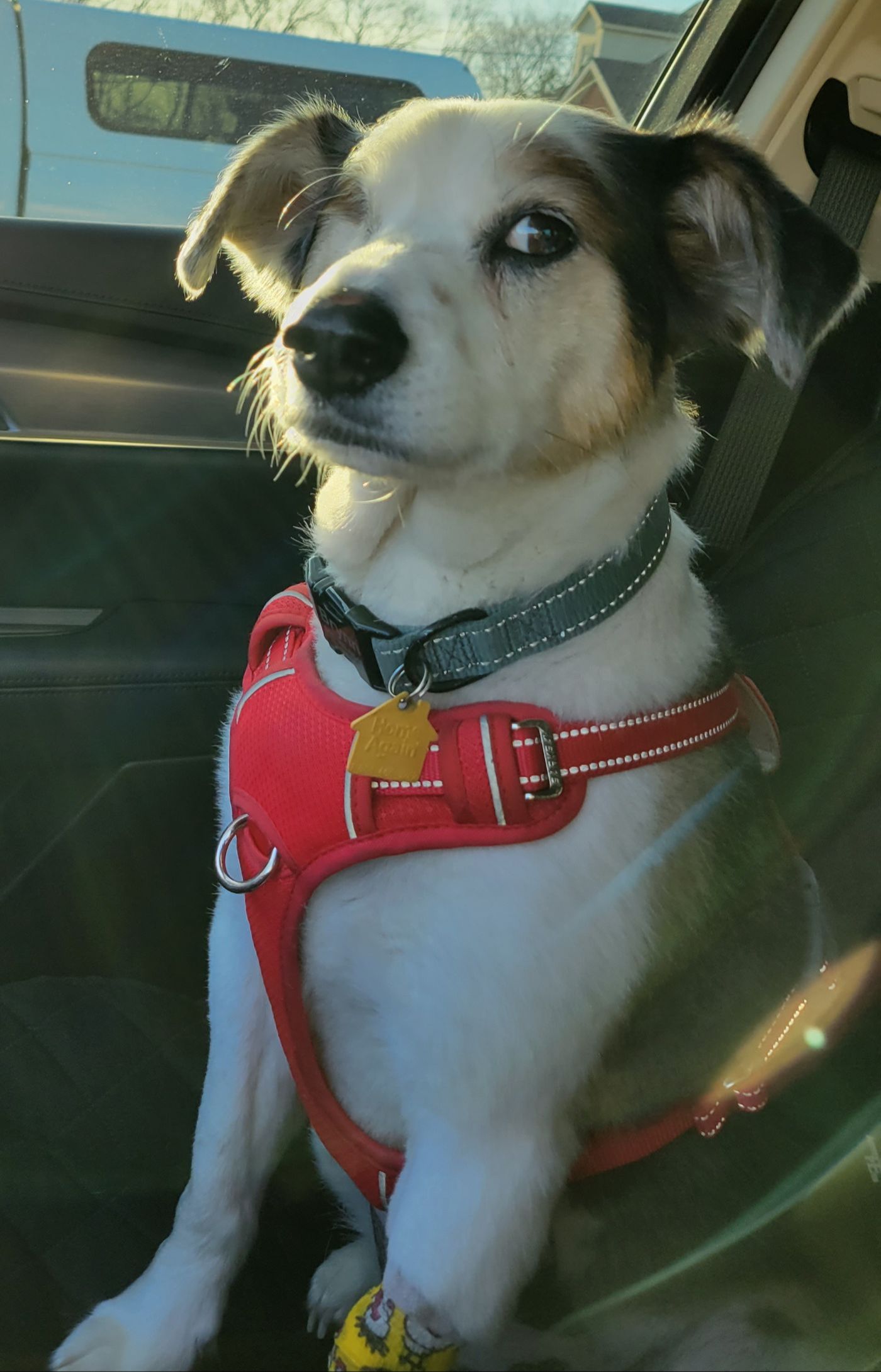 Throw a Bone to the Good Boys