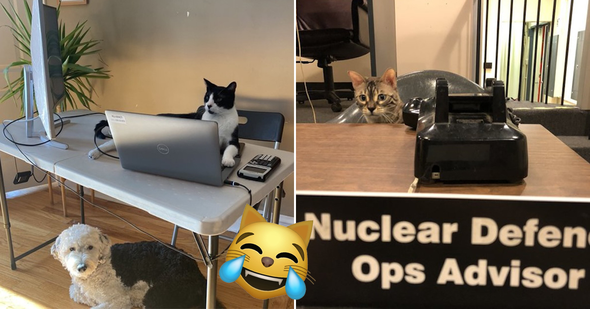 These cats take their jobs VERY SERIOUSLY