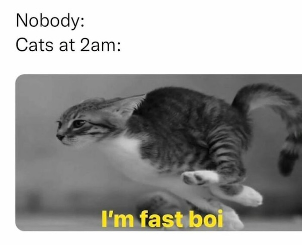 Cat-themed memes are clawing their way into our hearts
