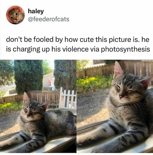 Cat-themed memes are clawing their way into our hearts