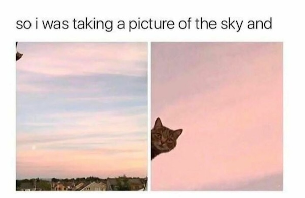 Cat-themed memes are clawing their way into our hearts