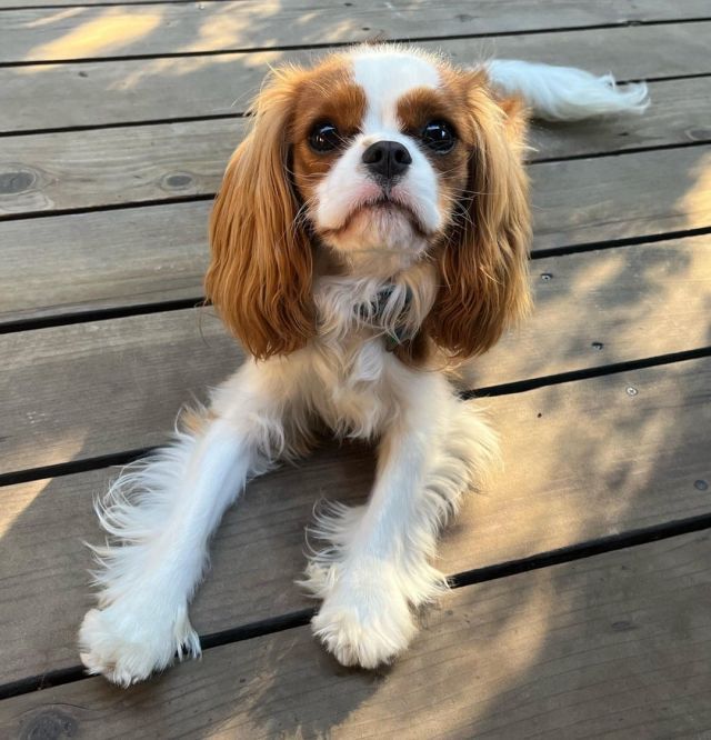 Throw a Bone to the Good Boys