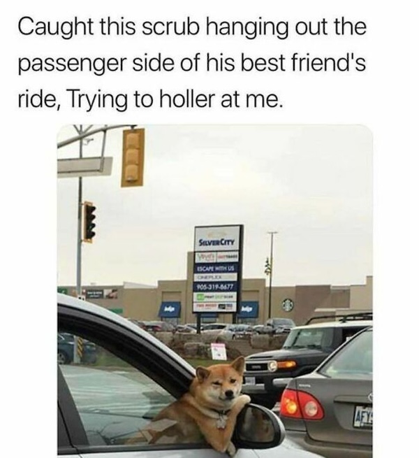 Dog memes for the furry friends in our lives
