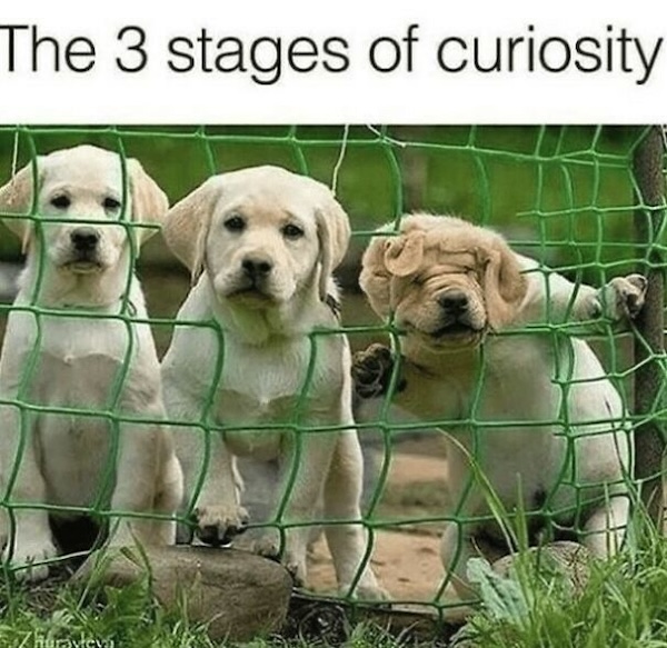 Dog memes for the furry friends in our lives