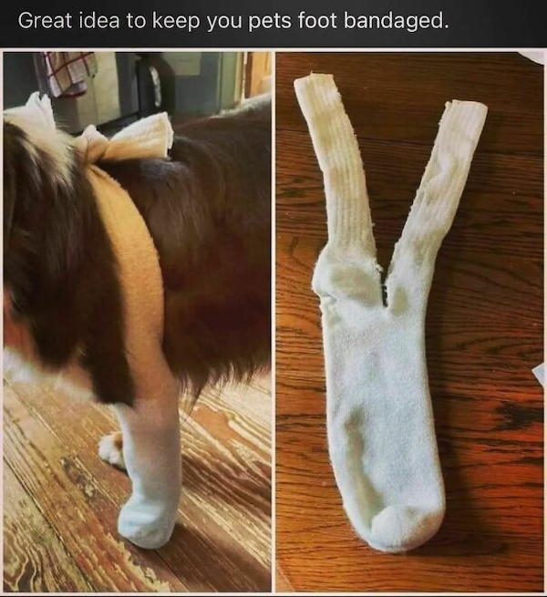Dog memes for the furry friends in our lives