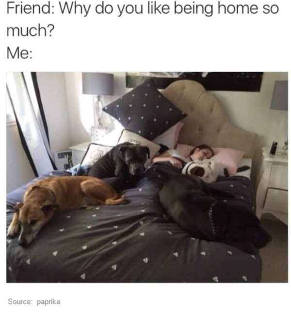 Dog memes for the furry friends in our lives