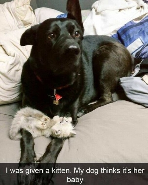 Dog memes for the furry friends in our lives