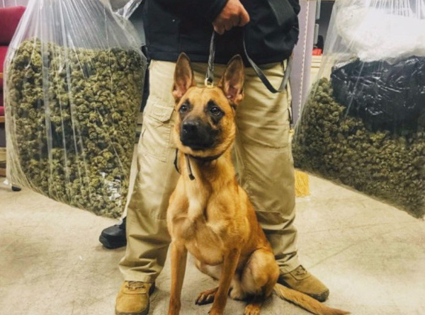 Law Enforcement Dogs Who Did a GOOD JOB!