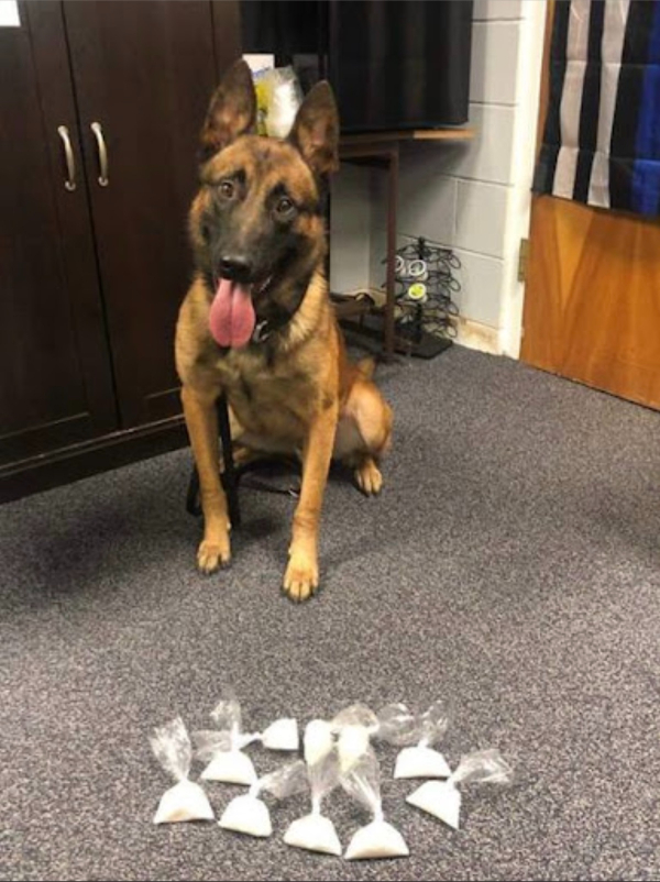 Law Enforcement Dogs Who Did a GOOD JOB!