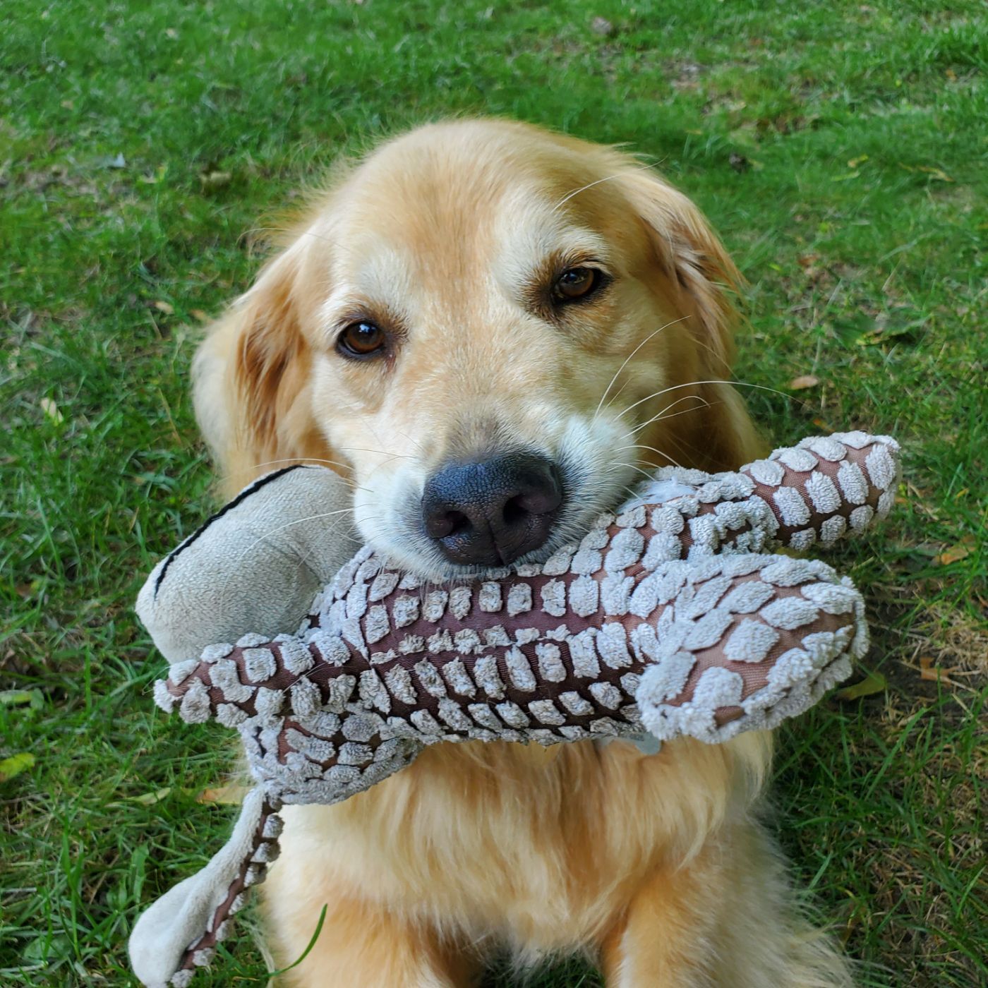 Throw a Bone to the Good Boys