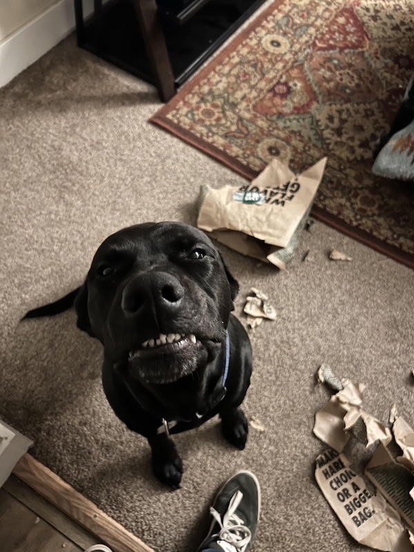 Guilty Dogs working their way into the 'Hall of Shame'