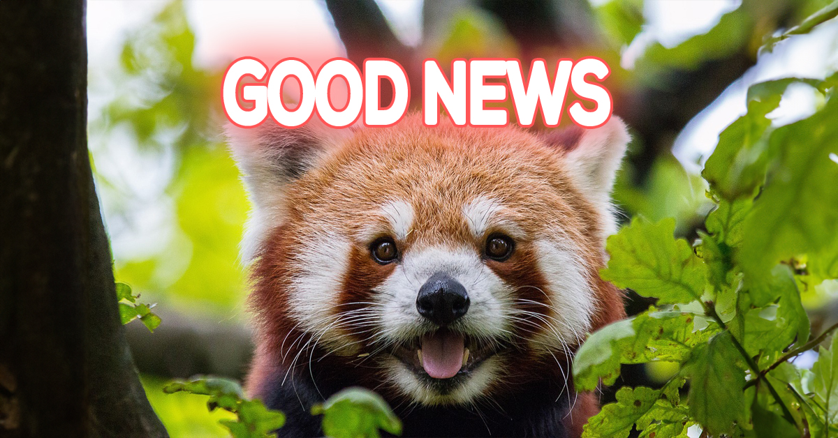 Sh!tty day? How about some good news PLUS cute animals?
