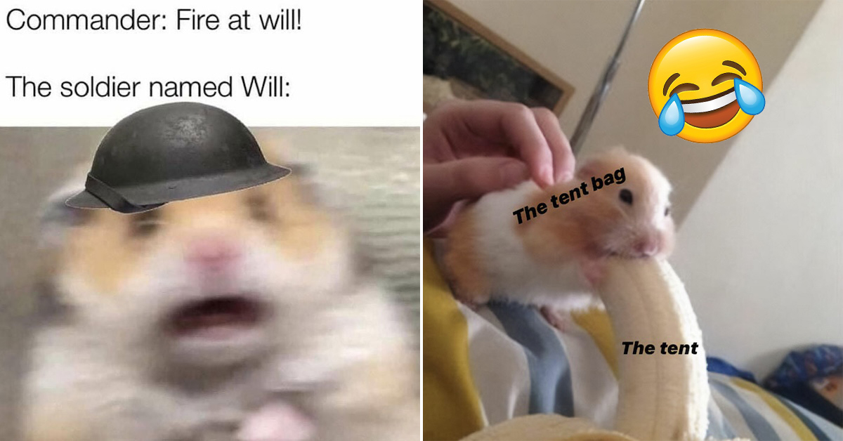 Hamsters are pretty funny when they're not dying horrendous deaths