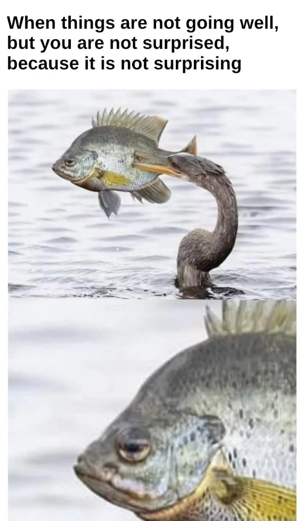 Dank Memes Make My Day Better Okay?