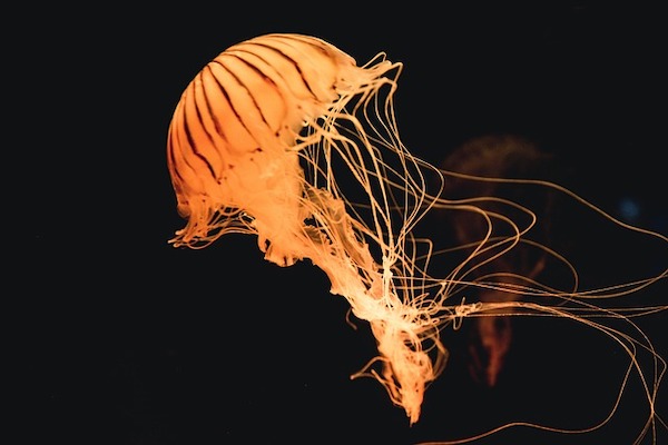 World Jellyfish Day has us swimming in factoids