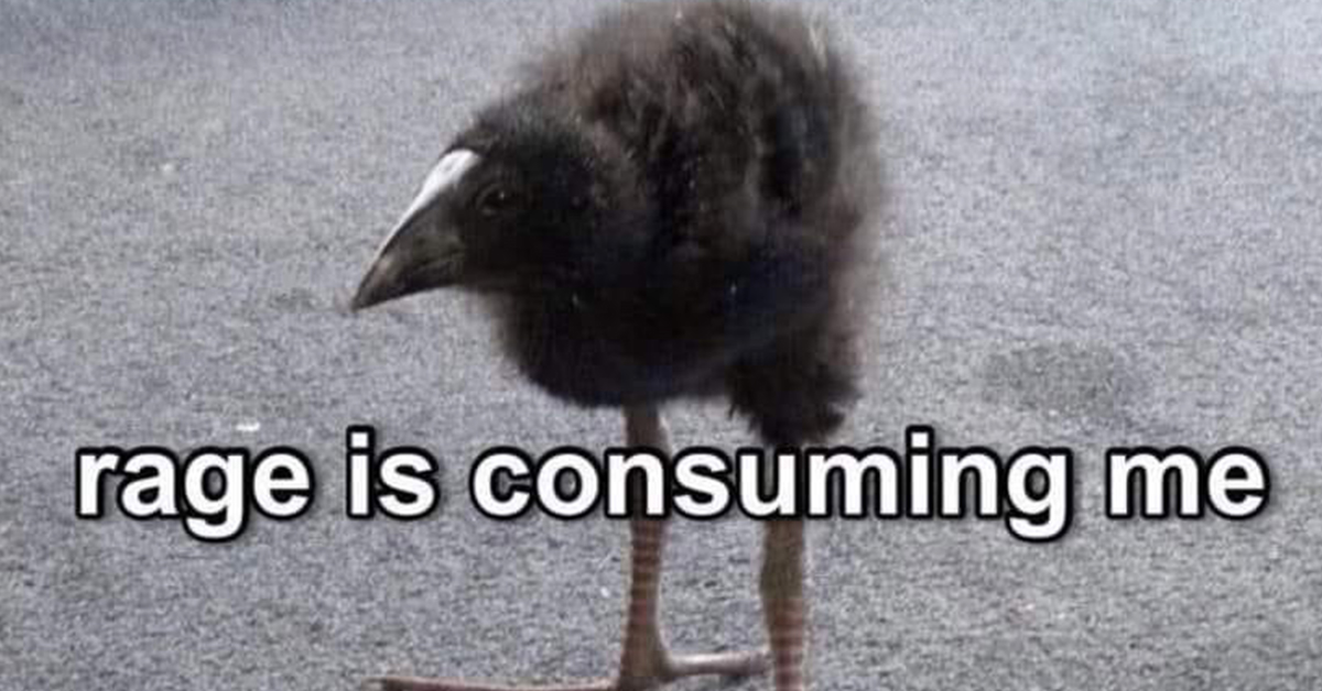 Daily Afternoon Randomness | Random Memes, Photos & Gifs - theCHIVE