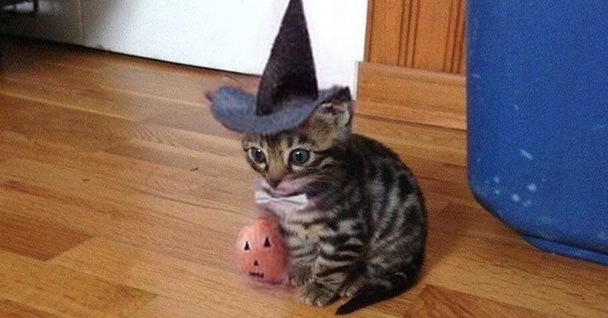 Daily Afternoon Randomness | Random Memes, Photos & Gifs - theCHIVE