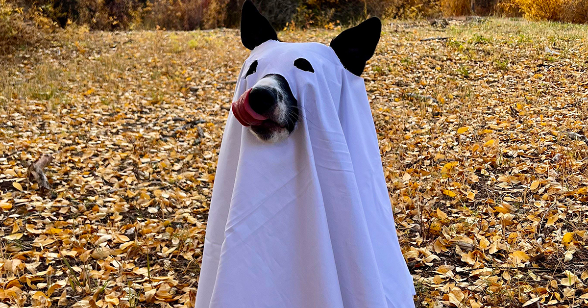 Daily Afternoon Randomness | Random Memes, Photos & Gifs - theCHIVE