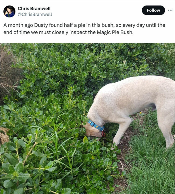 “Foodie” Memes To Consume With a Side of Laughs