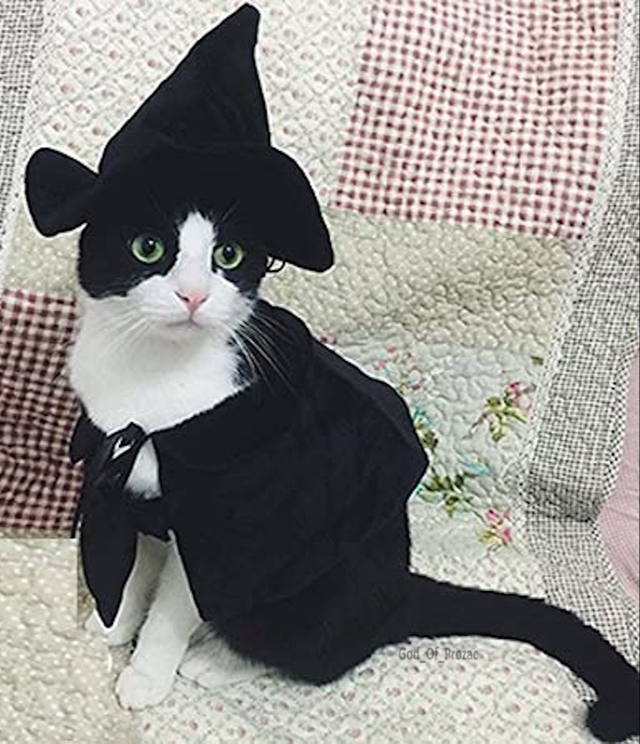 Saturday’s Here and So Are the Cats!