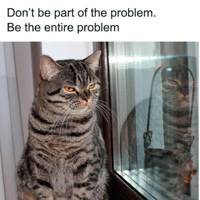 Saturday’s Here and So Are the Cats!