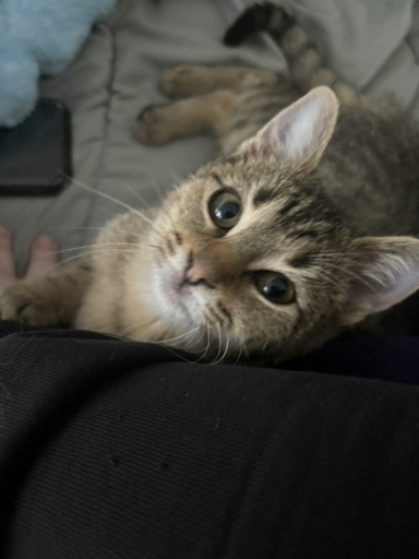 Saturday’s Here and So Are the Cats!