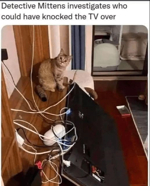 Saturday’s Here and So Are the Cats!