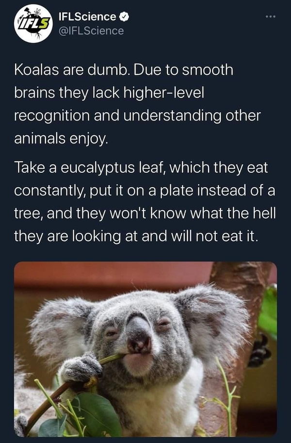 Animal memes: A cornerstone that the internet is built upon