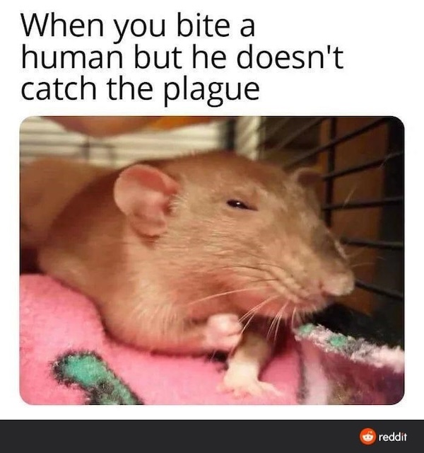 Animal memes: A cornerstone that the internet is built upon