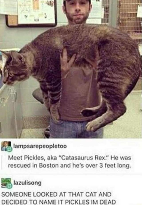 Animal memes: A cornerstone that the internet is built upon