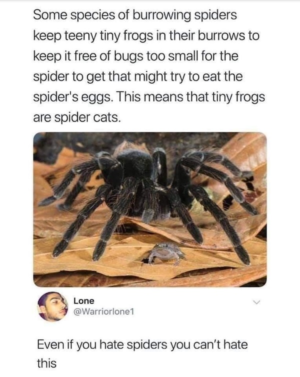 Animal memes: A cornerstone that the internet is built upon