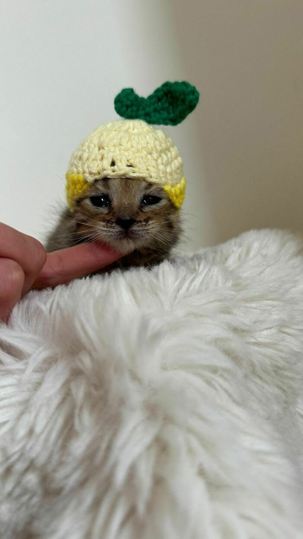 Saturday’s Here and So Are the Cats!