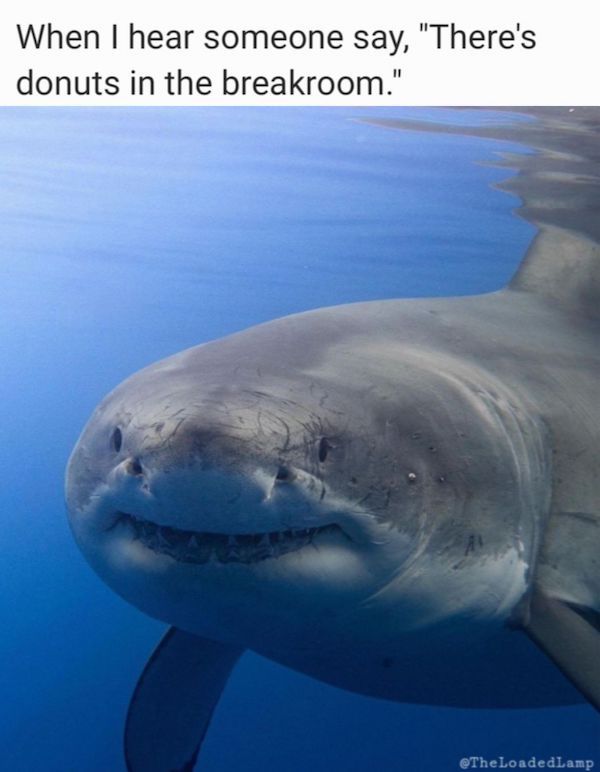 Cheesy Memes Funny Morning Photo Caption Best 2024 Picture Compilation