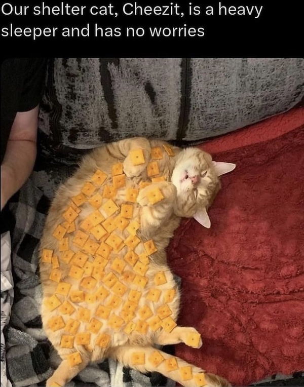 Cheesy Memes Funny Stupid Work Sucks Photo Captions Best New List 2024