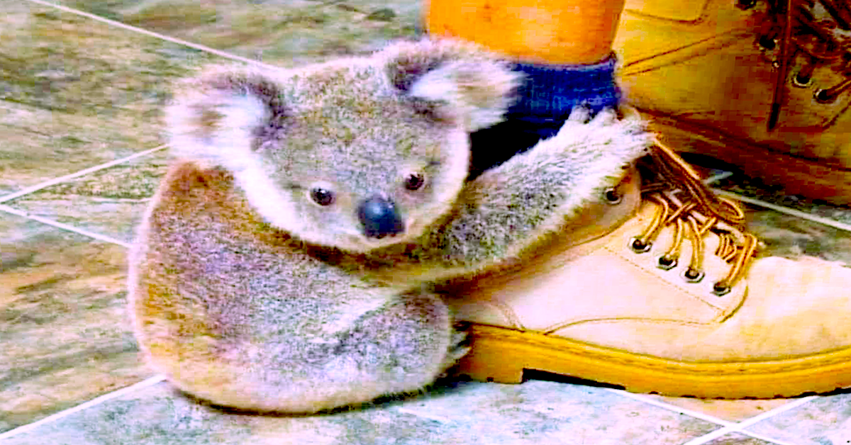 Daily Morning Awesomeness | Awesome Morning Pics, Gifs & More - theCHIVE