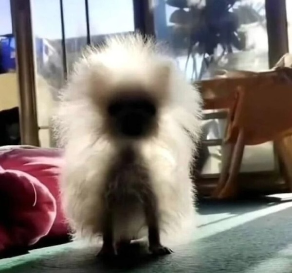 Dogs: Prone to adorable "glitches" and "malfunctions"