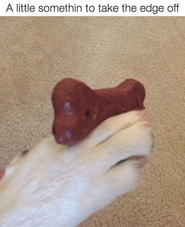 NAILed IT Memes of All the Mindless Dumb Logic Best CaptionS 2024