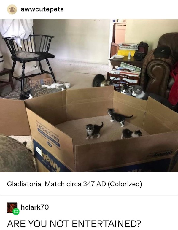 NAILed IT Memes of All the Mindless Dumb Logic Best CaptionS 2024