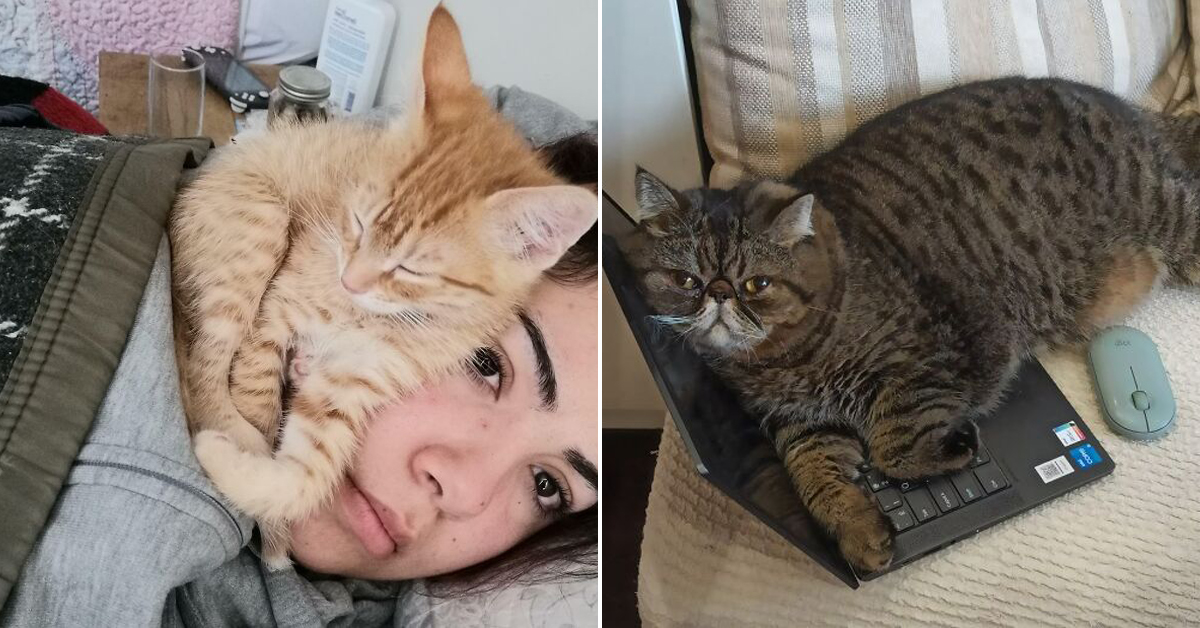 "Animals" and "Personal Space" mix like oil and water