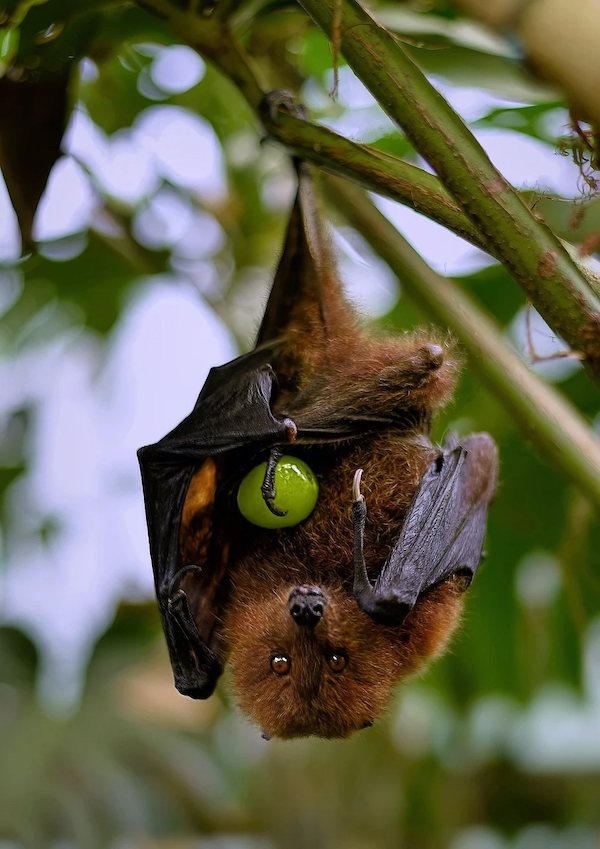 Absolutely absurd animal anecdotes