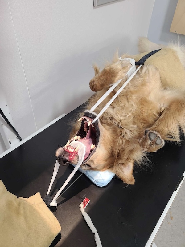 Animals X-rays require very odd positions