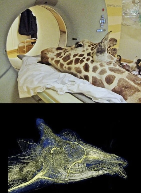 Animals X-rays require very odd positions