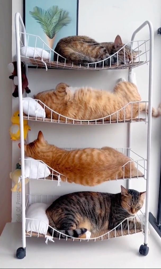 Saturday’s Here and So Are the Cats!