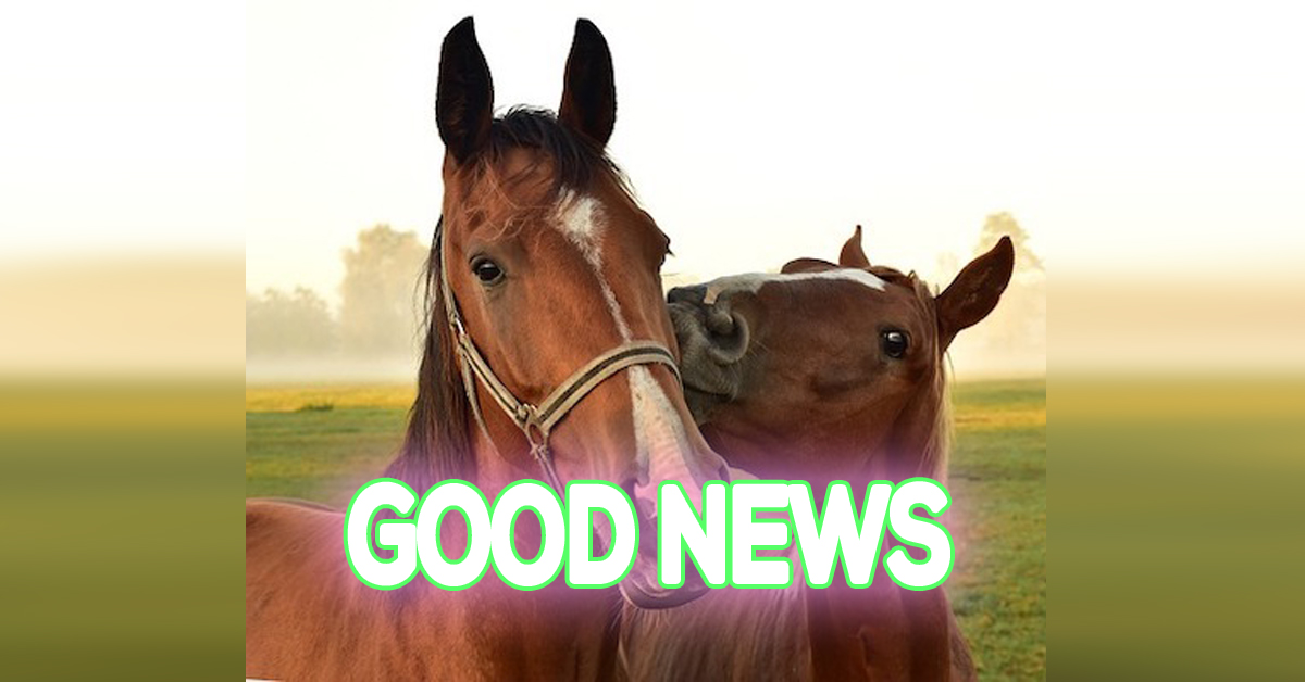 Sh!tty day? How about some good news PLUS cute animals? (16 Photos)