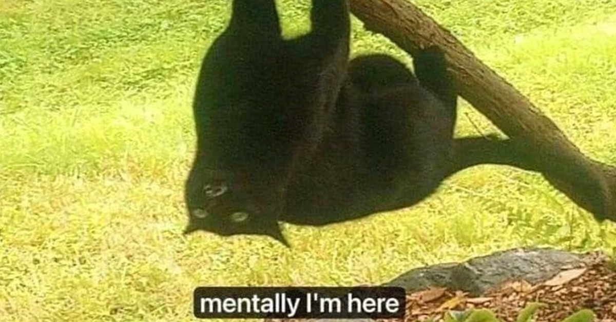 Daily Afternoon Randomness | Random Memes, Photos & Gifs - theCHIVE