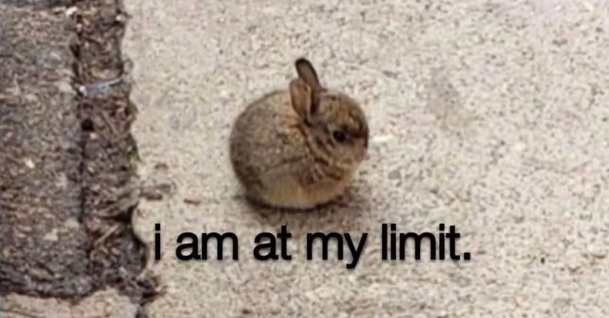 Daily Afternoon Randomness | Random Memes, Photos & Gifs - theCHIVE