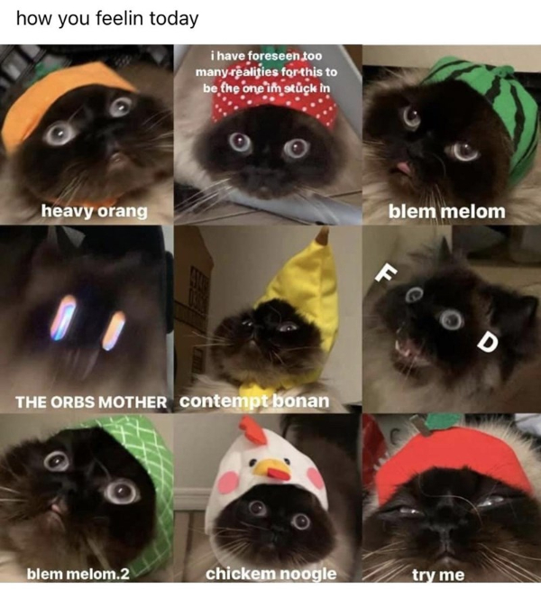 The Paws Are Out, Cat Saturday Is Here!