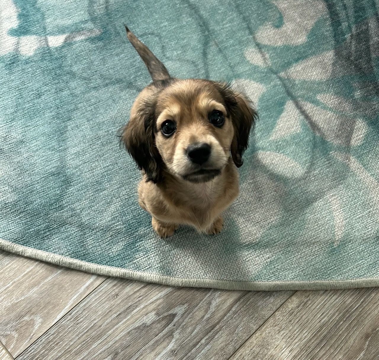 Stop Here for a Puppy Break