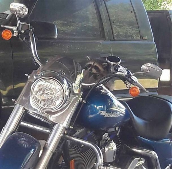 Funny animals, both wild and domesticad, cracking us all up